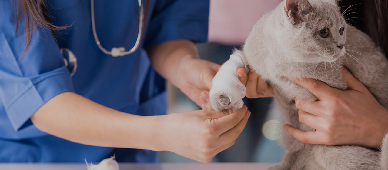 Safety Protocol - Sunrise Veterinary Surgery